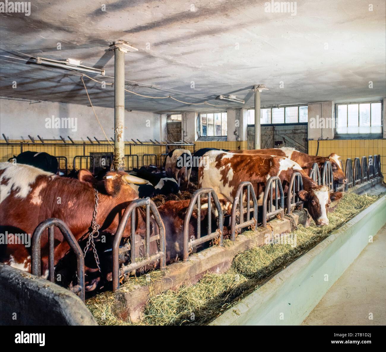 Stanchion stall hi-res stock photography and images - Alamy