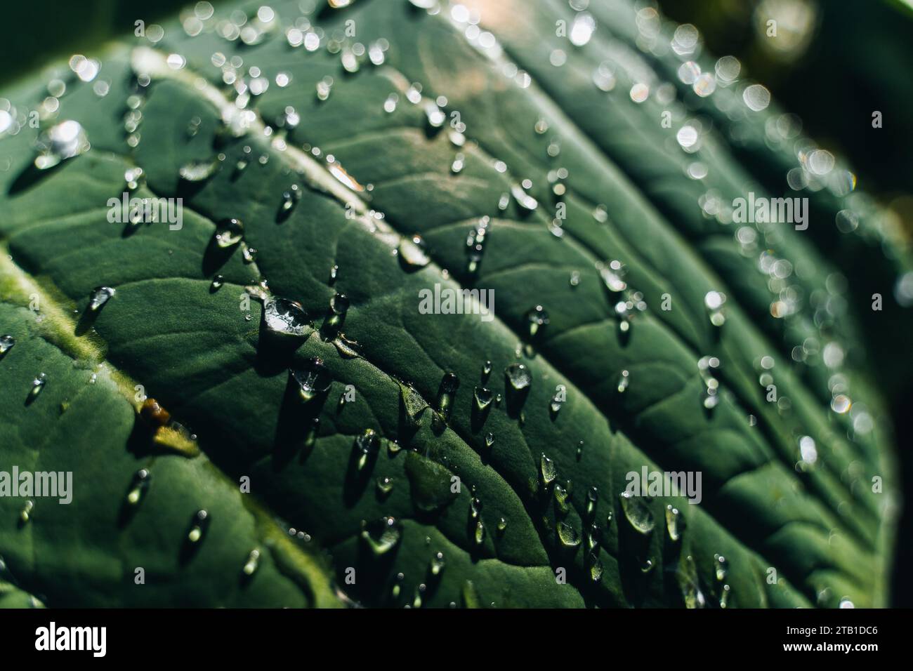 Drops of dew in the morning glow in the sun. Beautiful dew drops of ...