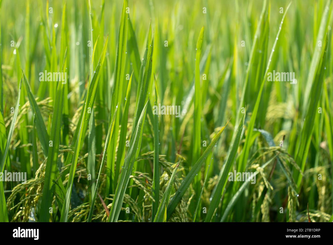 Close up to rice seeds in ear of paddy. Beautiful rice field and ear of ...