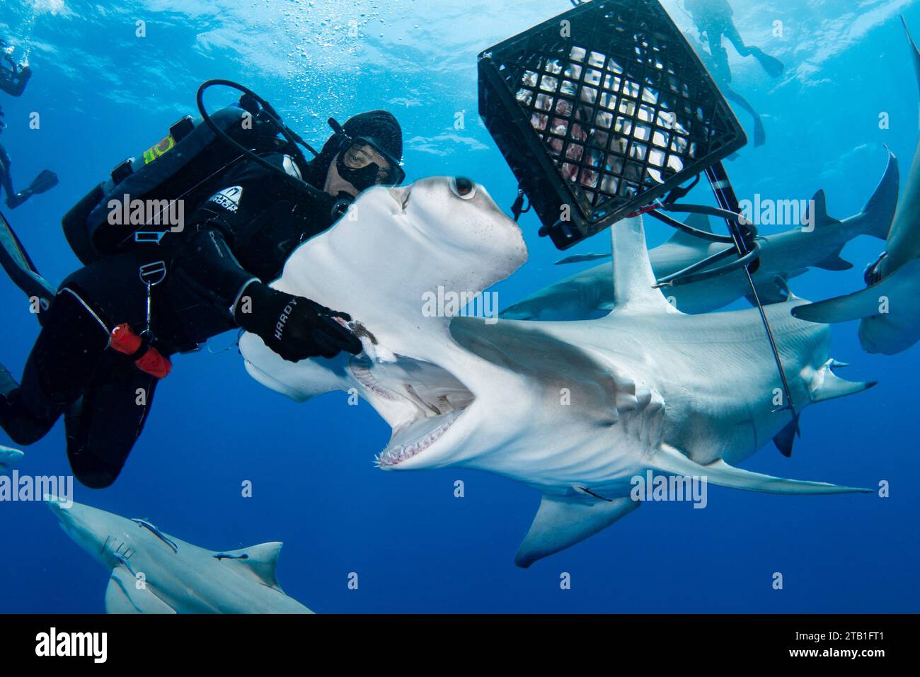 Hand feeding sharks hi-res stock photography and images - Alamy