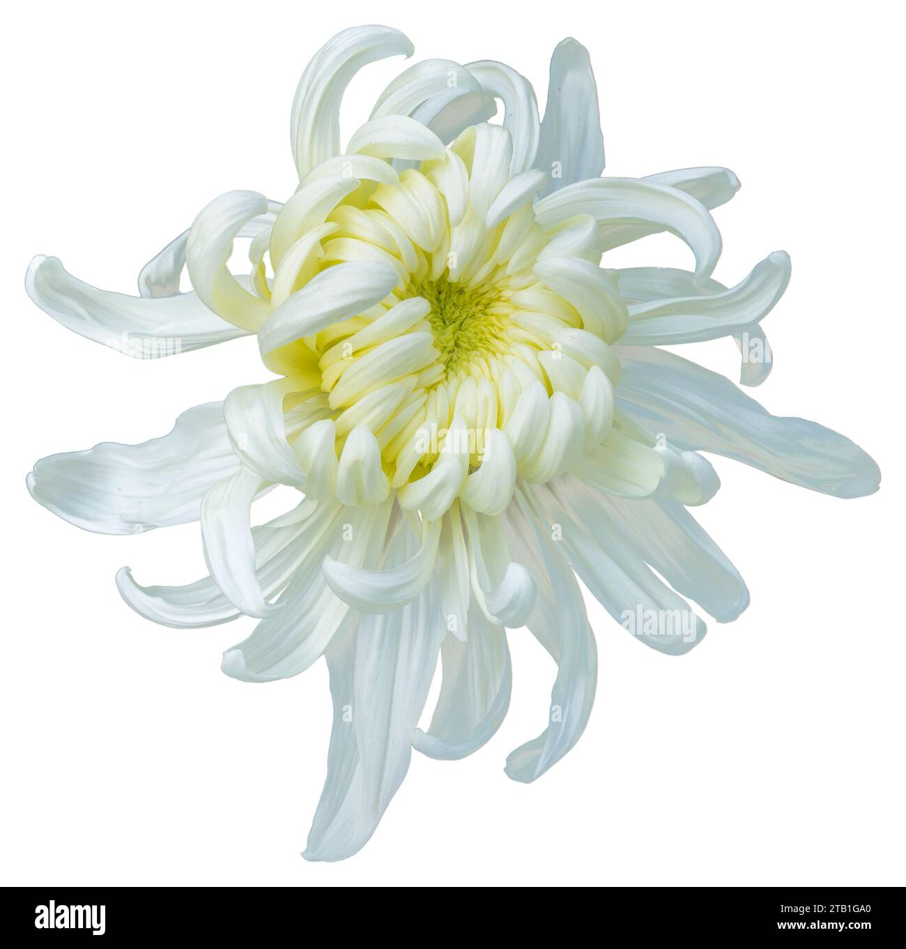 Top view of one white chrysanthemum flower isolated on white background ...