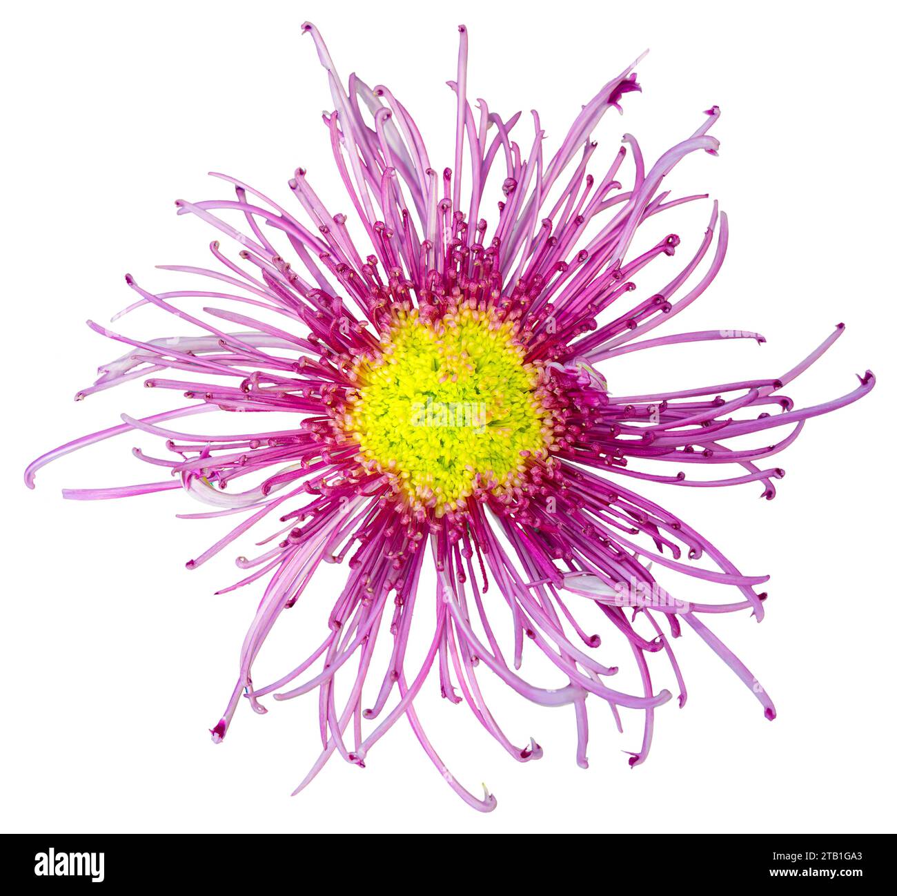 Top view of a purple and white flower with petals like radiant rays ...