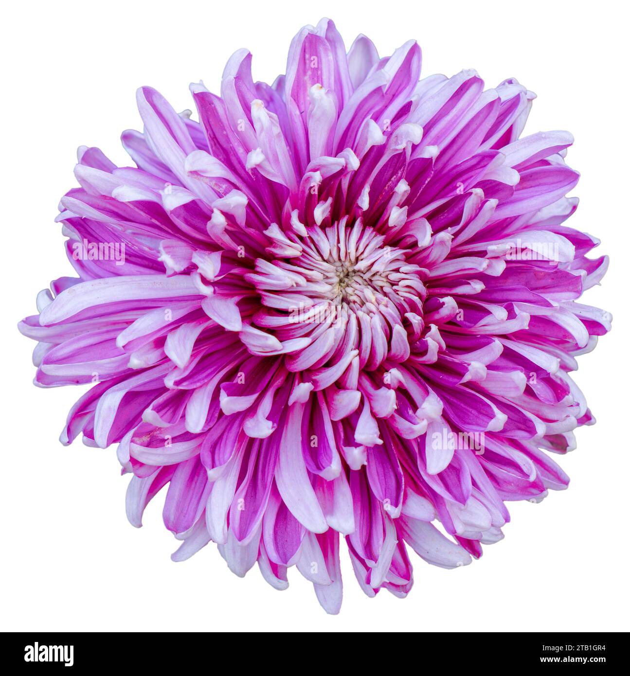 Top view of a purple and white flower isolated on white background ...