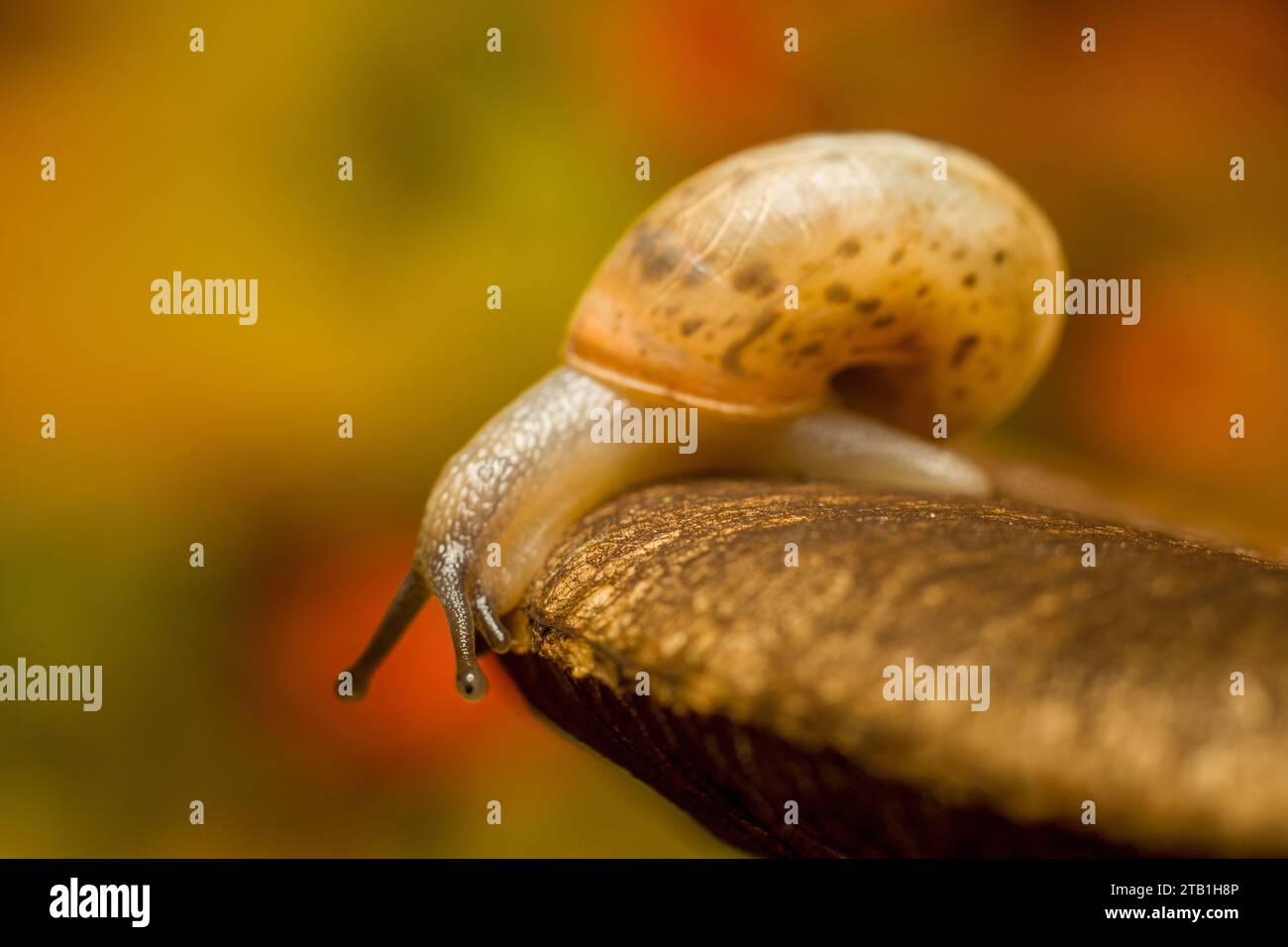 A small snail perched on a weathered wooden bench in a natural outdoor ...