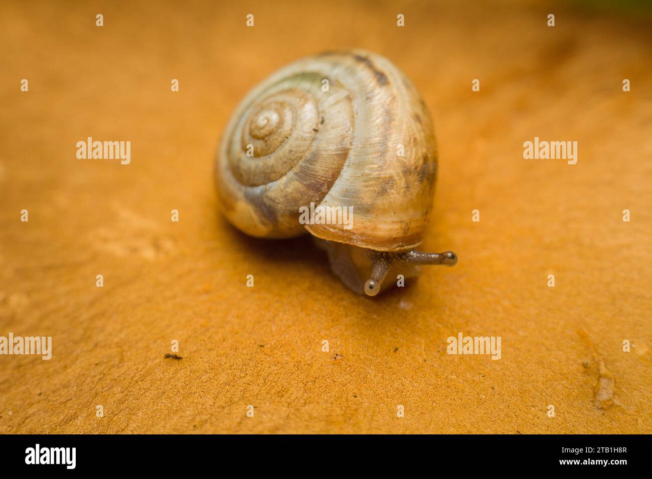 A small snail perched on a weathered wooden bench in a natural outdoor ...