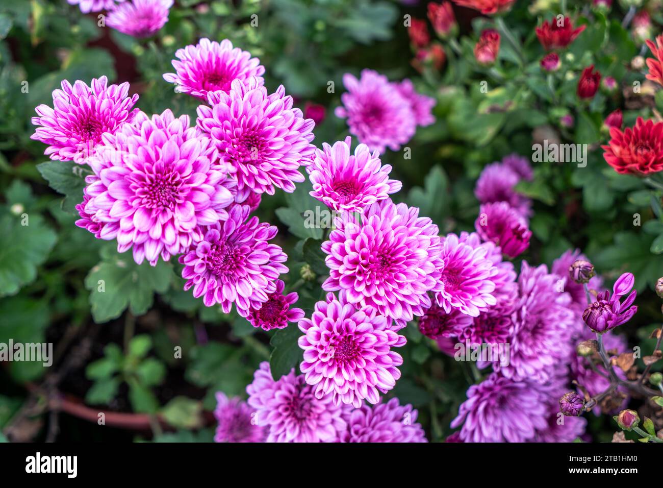 Pink (magenta) and white blooming chrysanthemums. Close-up of beautiful ...