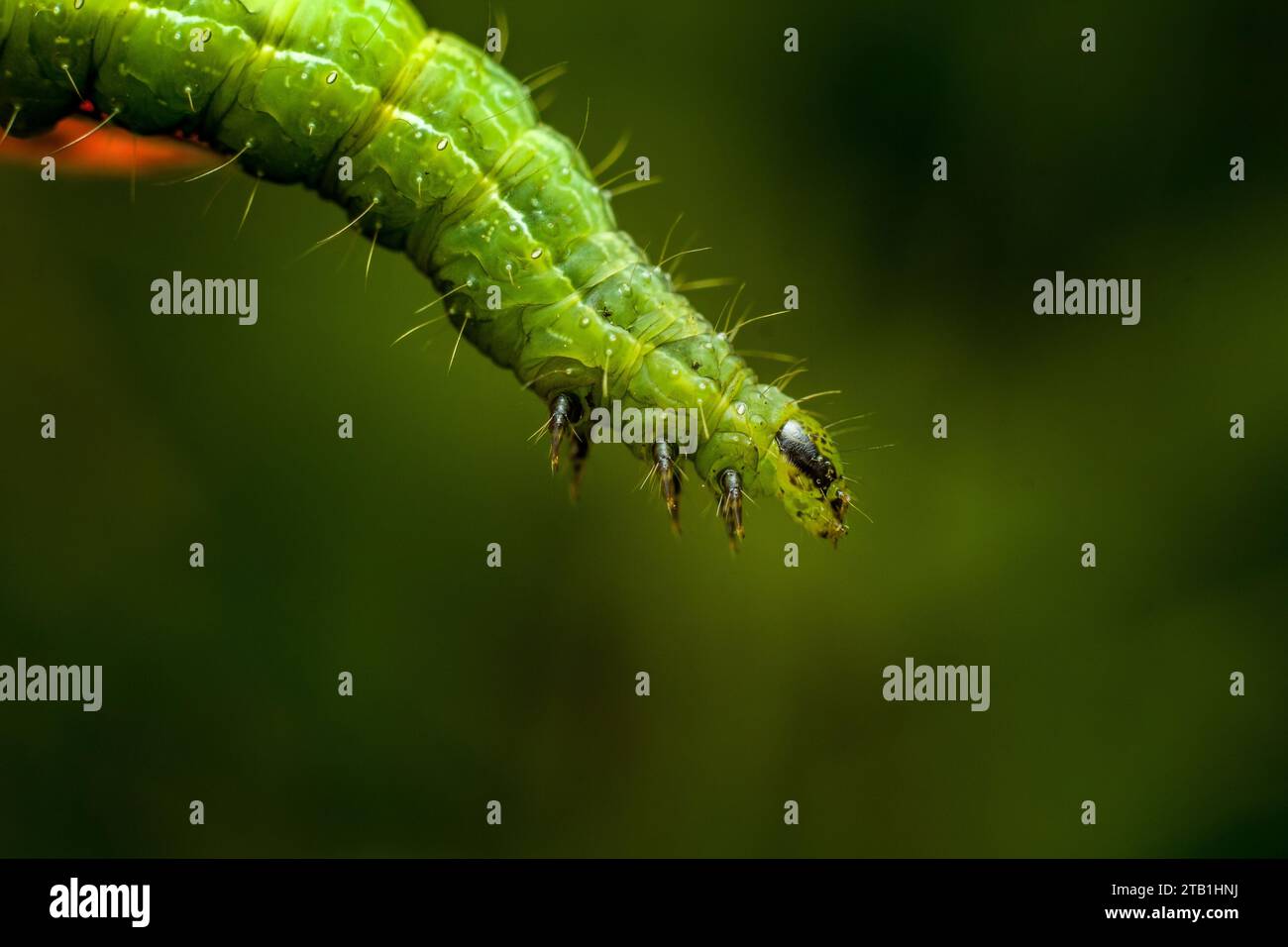 Small caterpillar munching hi-res stock photography and images - Alamy