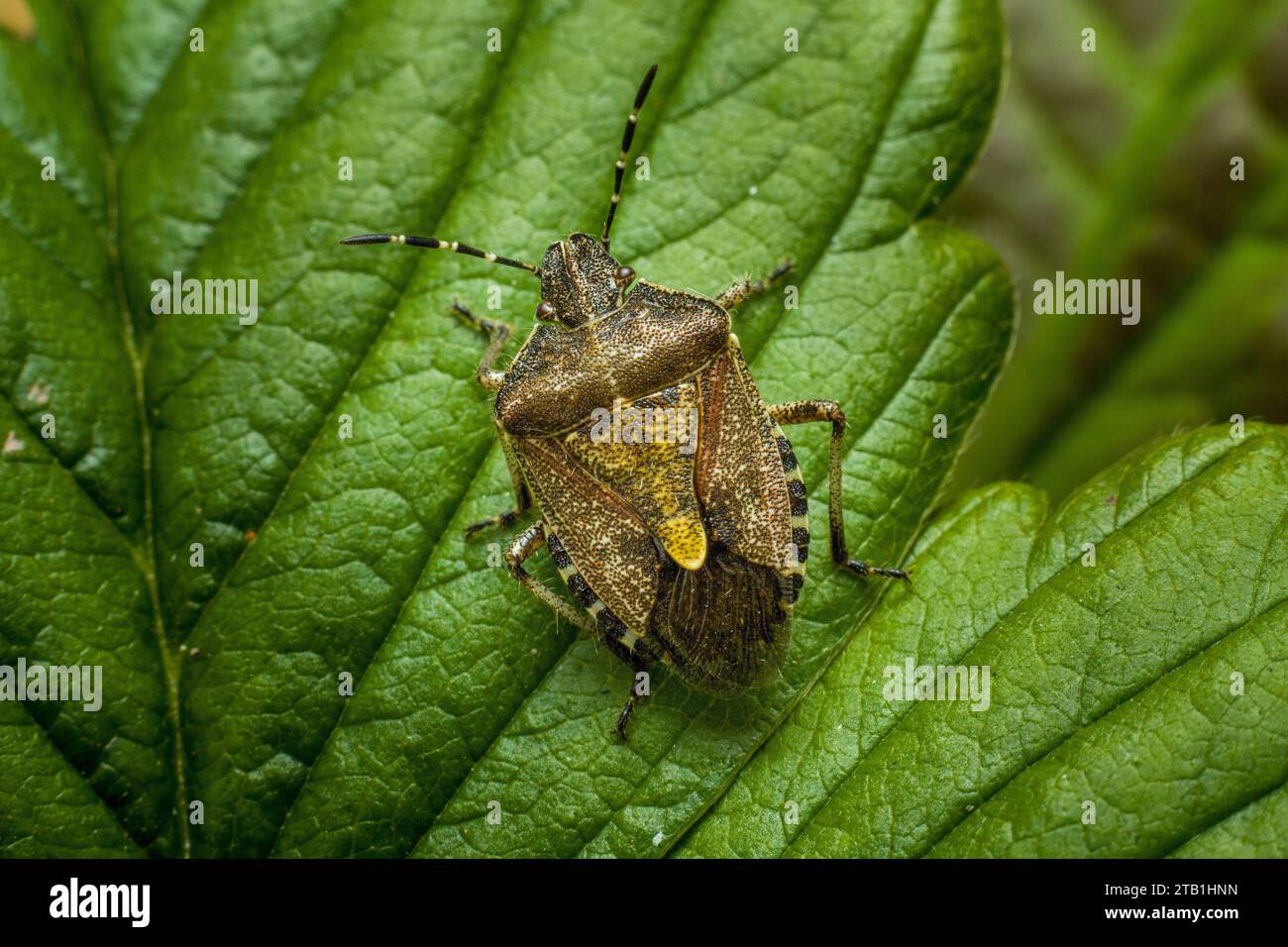 A close-up shot of a brown bug perched atop a lush green leaf Stock ...