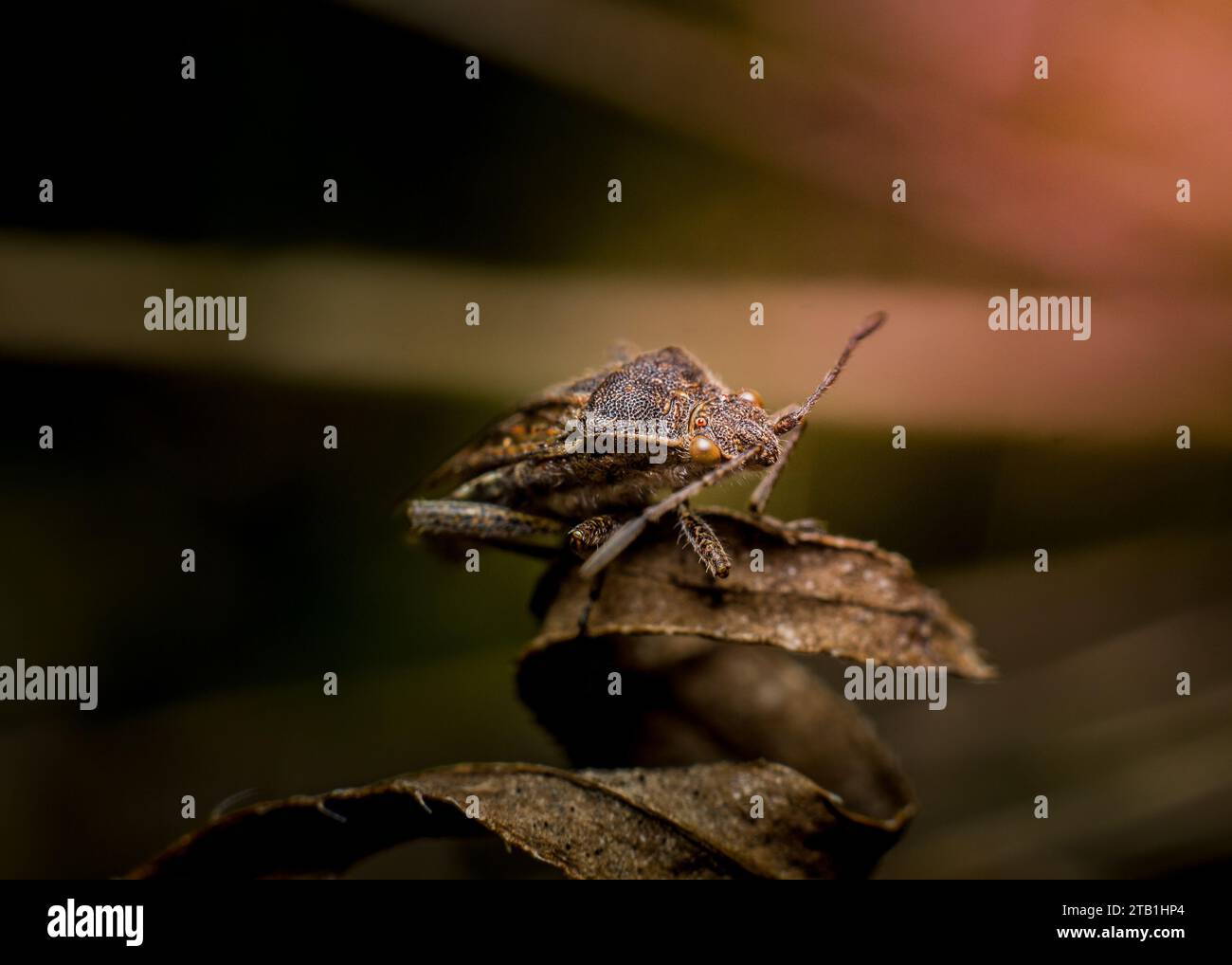 A brown marmorated stink bug perched atop a leaf in an outdoor ...