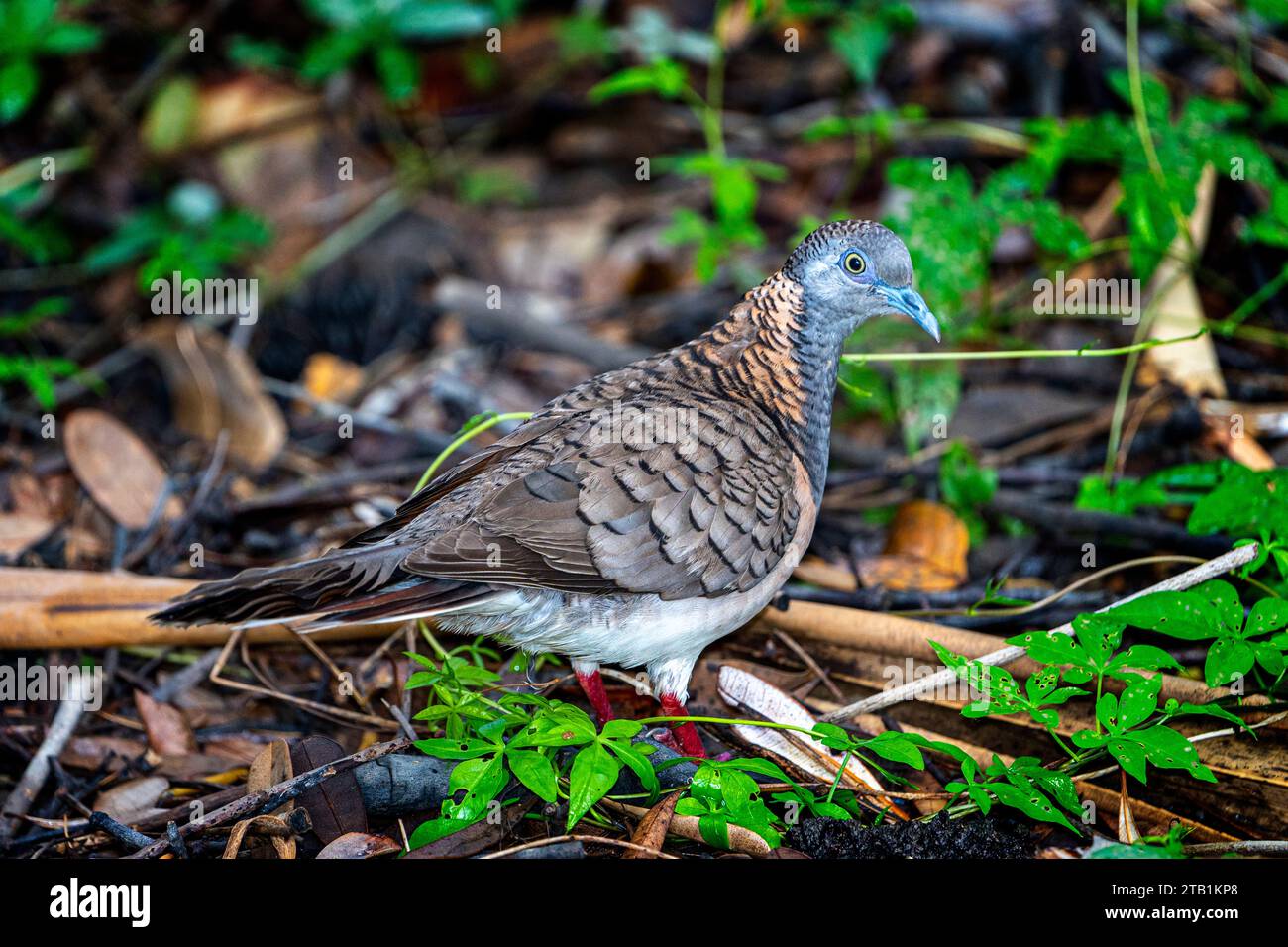 Bar-shouldered dove (Geopelia humeralis) foraging through leaf litter ...