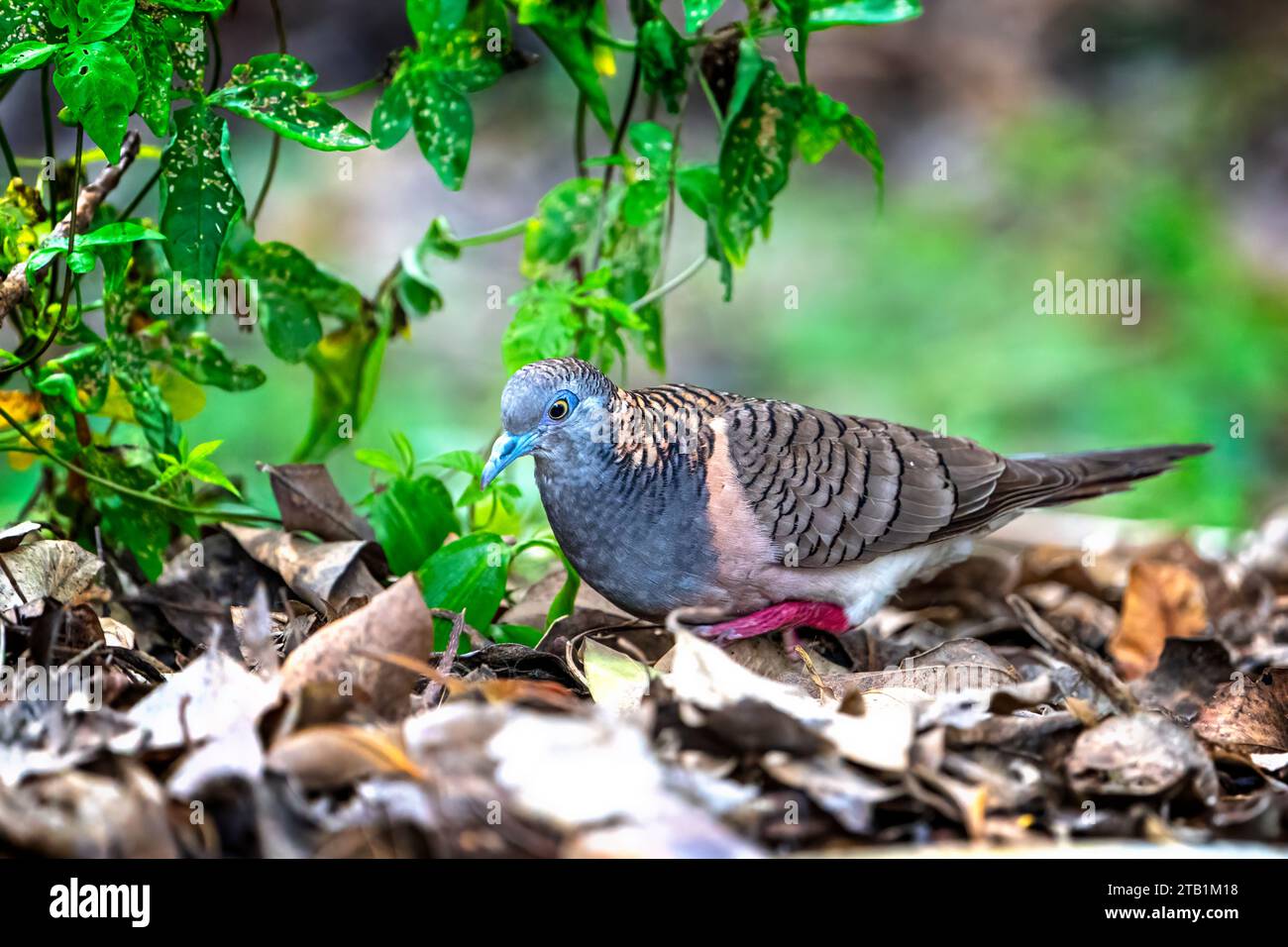 Bar-shouldered dove (Geopelia humeralis) foraging through leaf litter ...