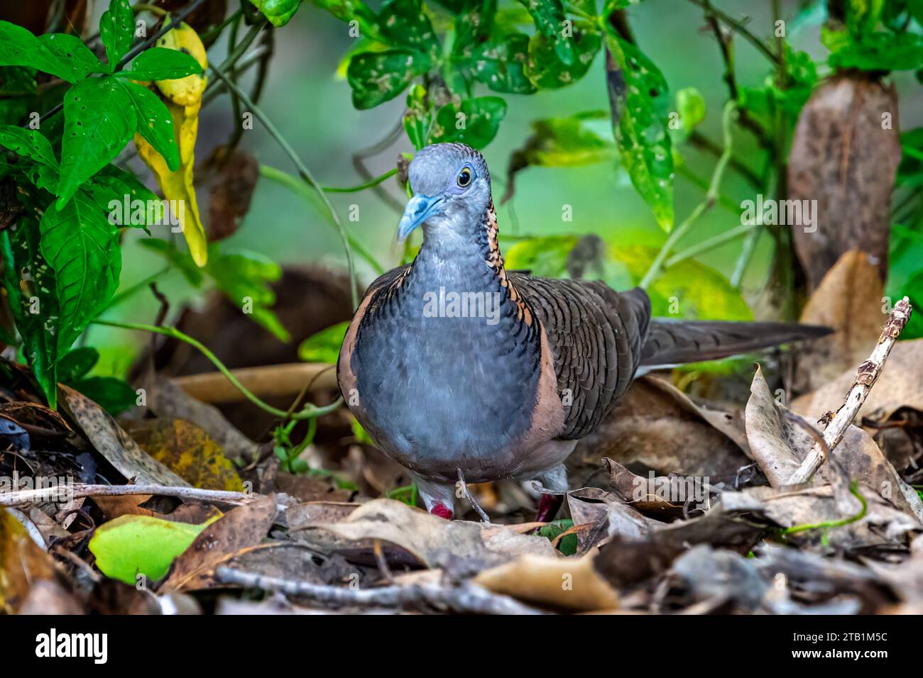 Bar-shouldered dove (Geopelia humeralis) foraging through leaf litter ...