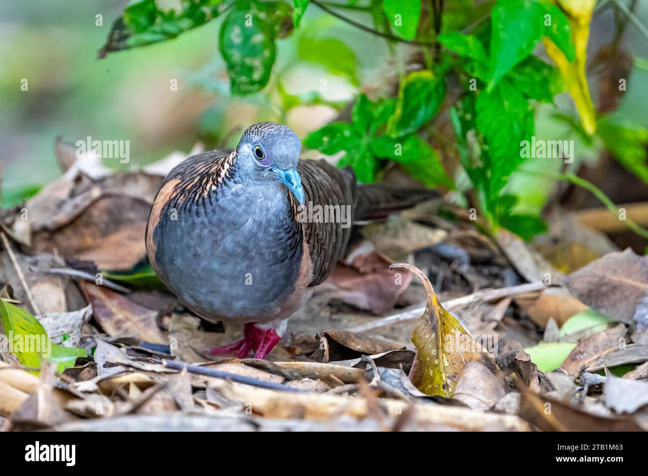 Bar-shouldered dove (Geopelia humeralis) foraging through leaf litter ...