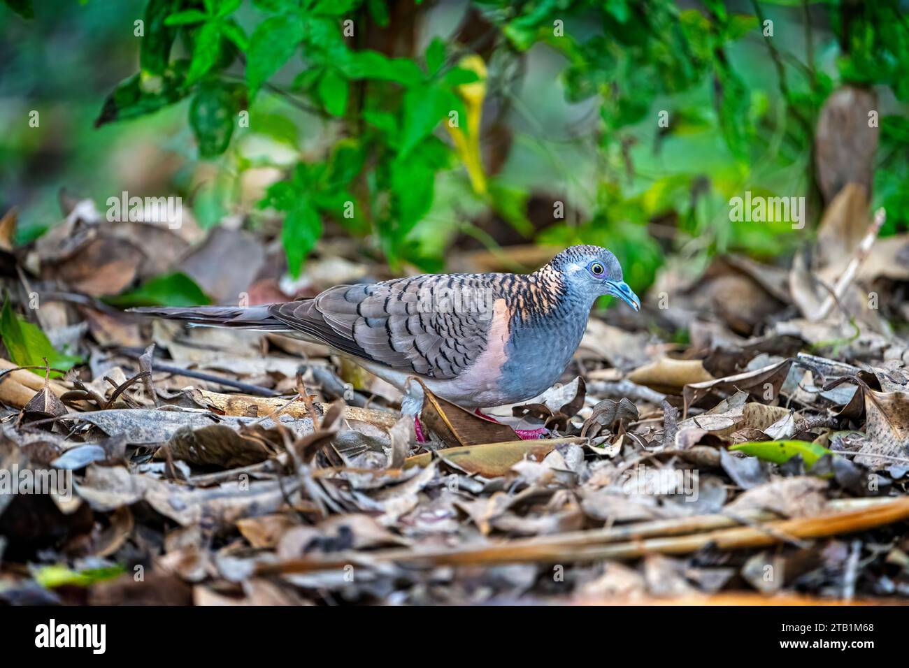 Bar-shouldered dove (Geopelia humeralis) foraging through leaf litter ...