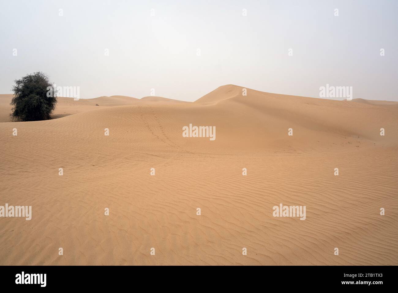 Al Qudra empty quarter seamless desert sahara in Dubai UAE middle east ...