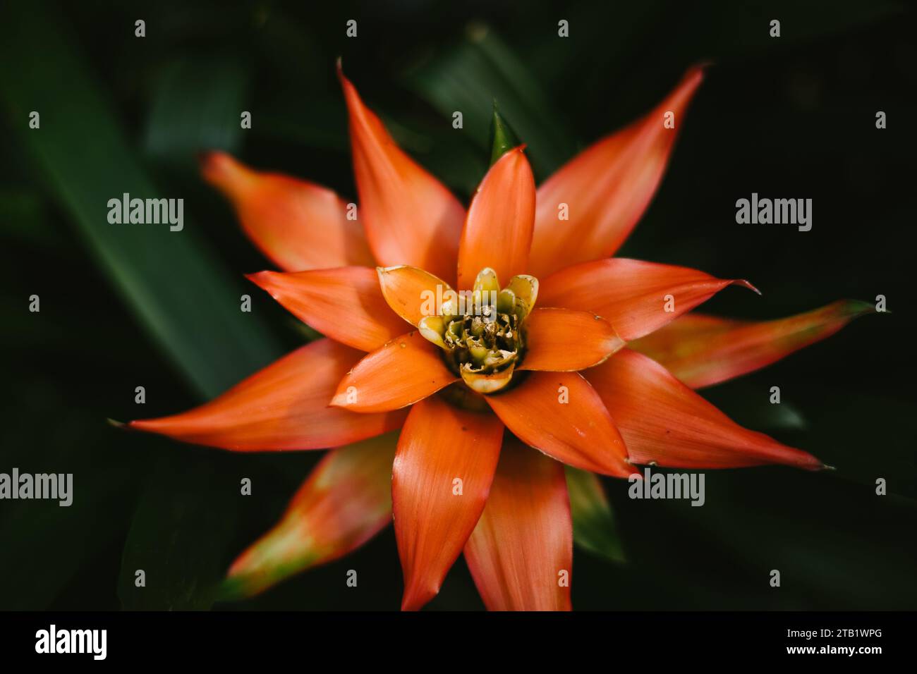 Tropical still life in the tropics hi-res stock photography and images ...