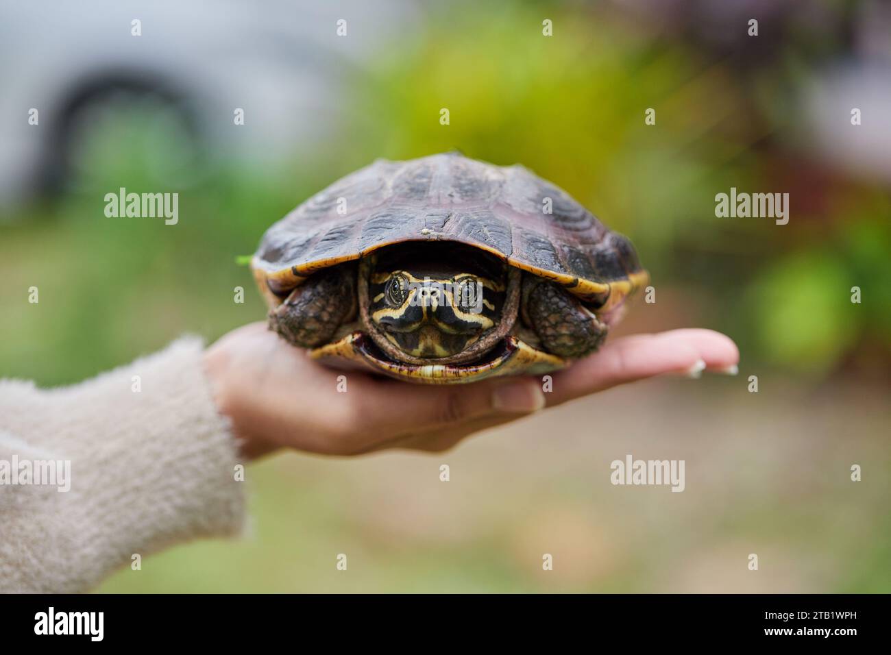 Tortoise shell texture hi-res stock photography and images - Alamy