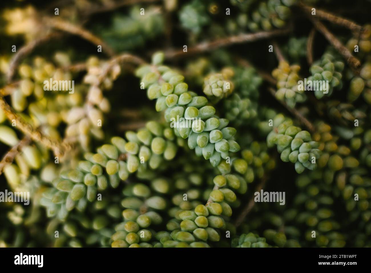 Branches of plant hi-res stock photography and images - Alamy