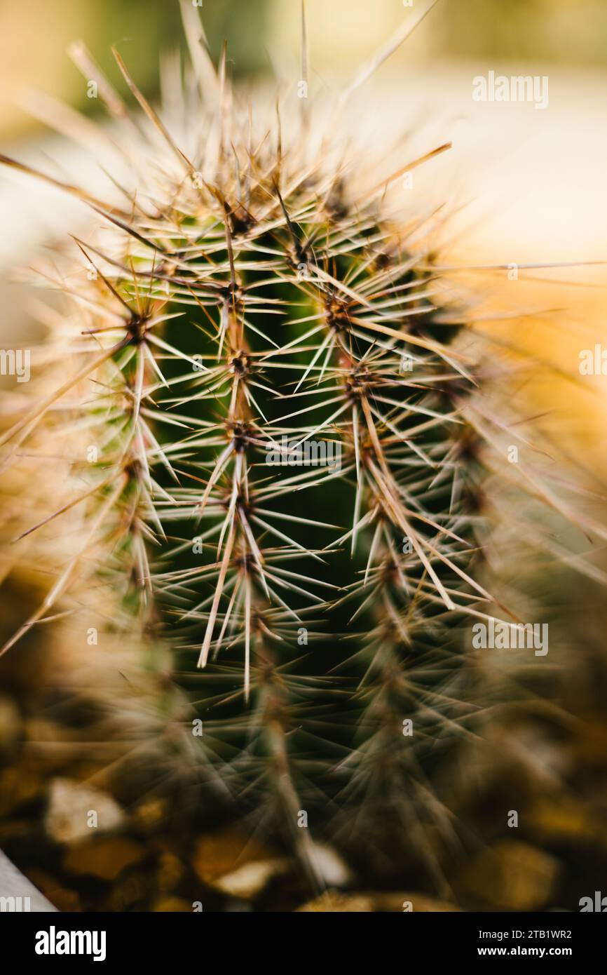 Desert planting trees hi-res stock photography and images - Alamy