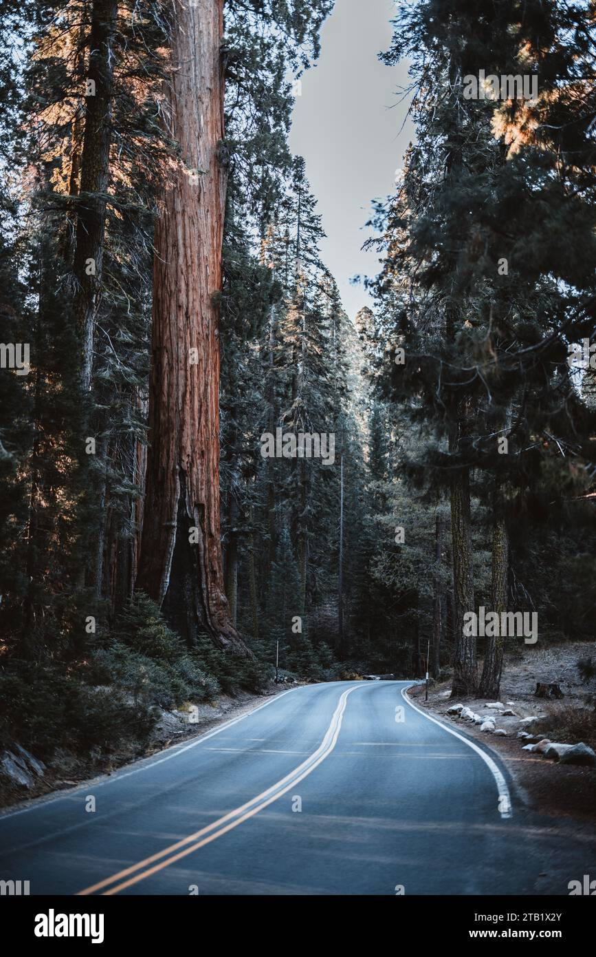 Hiking through tall evergreen forest hi-res stock photography and ...