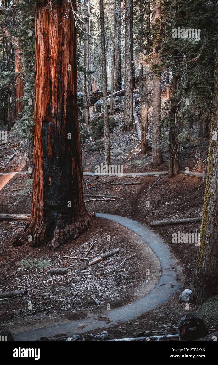 Hiking trail winds its way around massive trunk of Giant Sequoia tree ...
