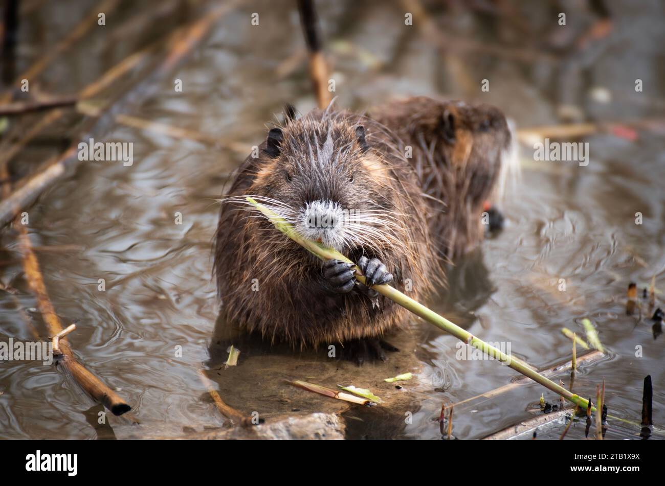 River nutria sitting shyly by the river Stock Photo - Alamy