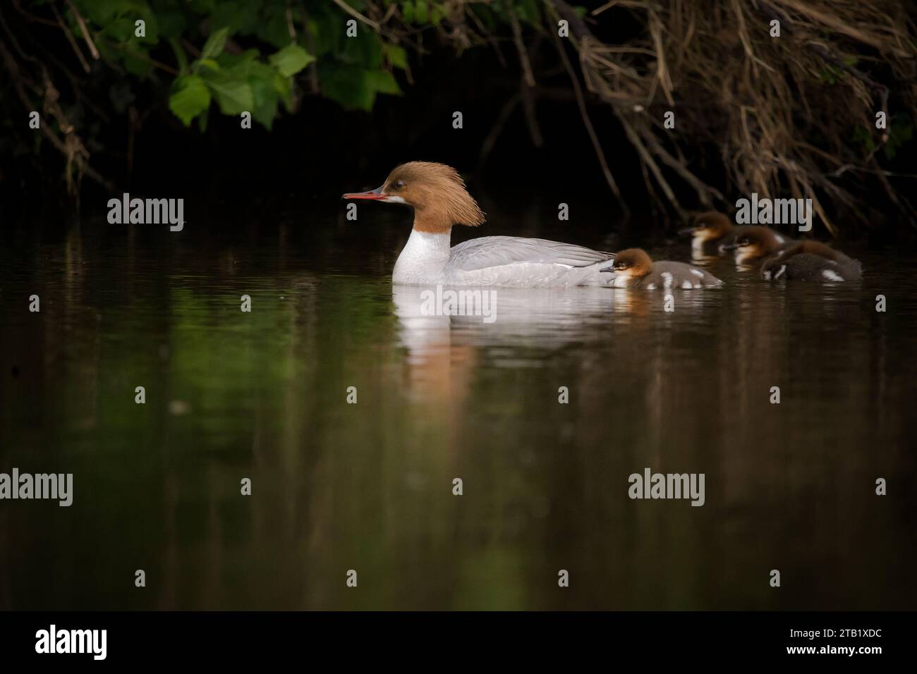 A goosander hi-res stock photography and images - Alamy