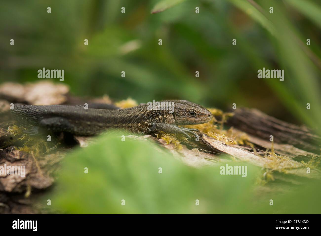 A common lizard crawling over a log Stock Photo - Alamy