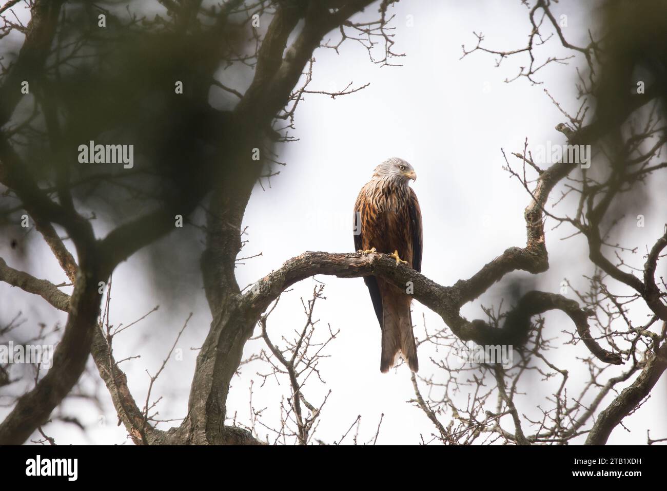 A red kite perched in a tree Stock Photo - Alamy