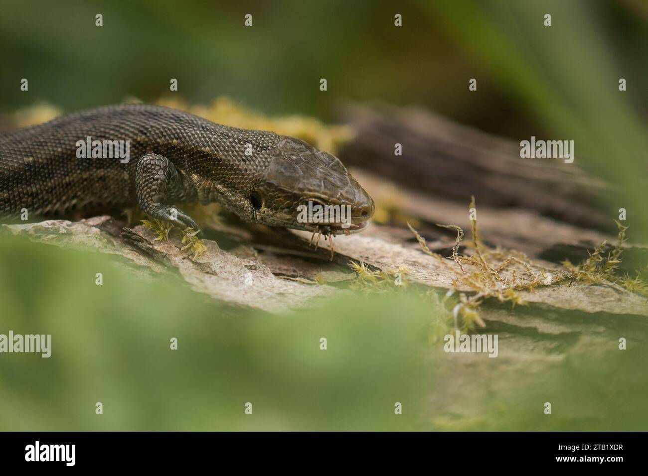 A common lizard eating a spider on a log Stock Photo - Alamy