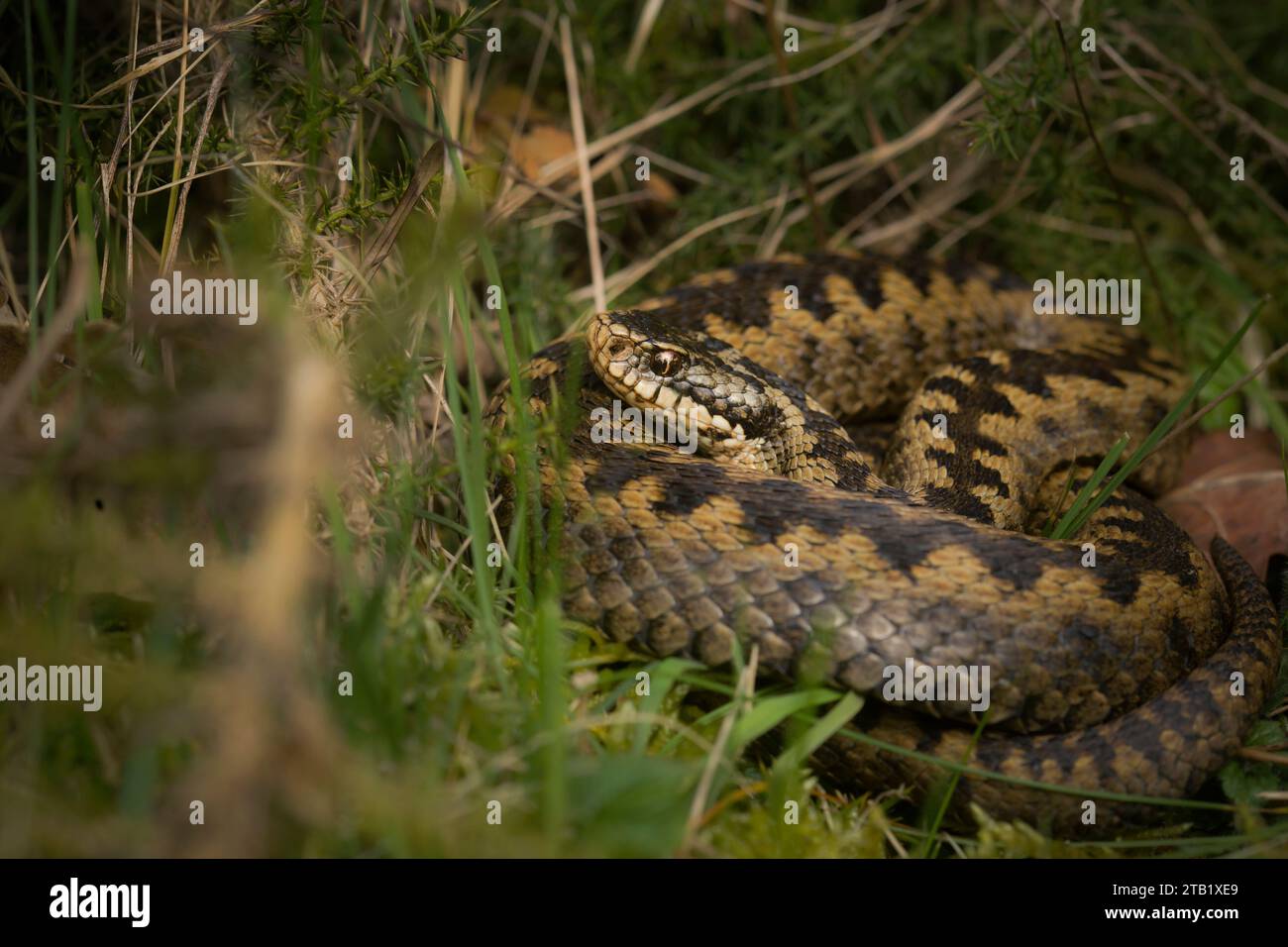 Snake curled up hi-res stock photography and images - Alamy