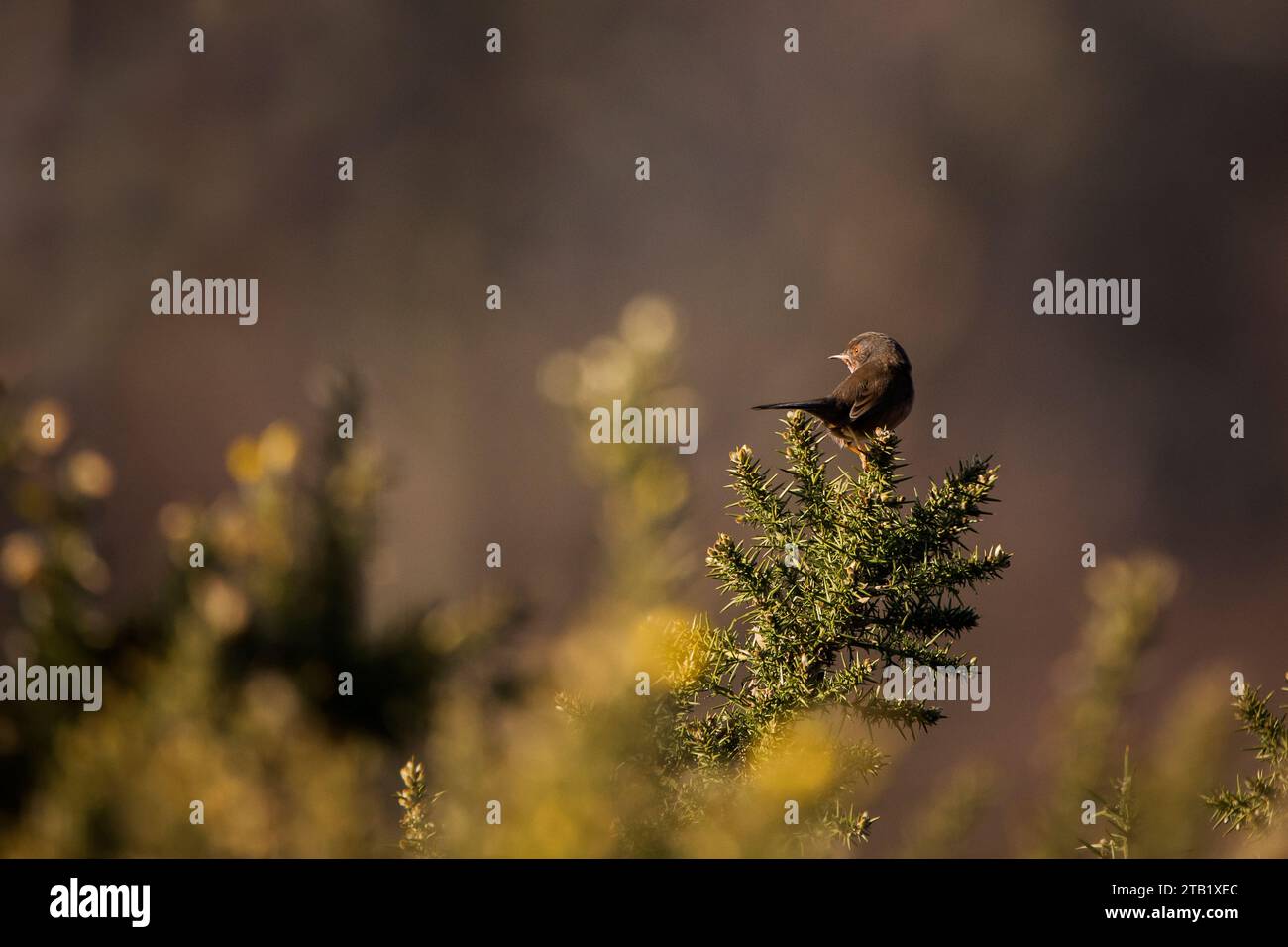 Gorse bush tree hi-res stock photography and images - Alamy