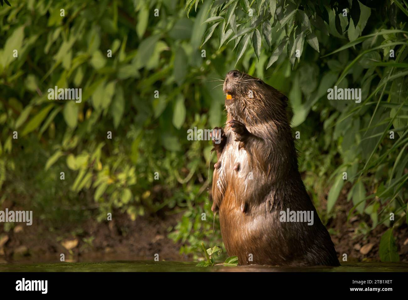 Female beaver hi-res stock photography and images - Alamy