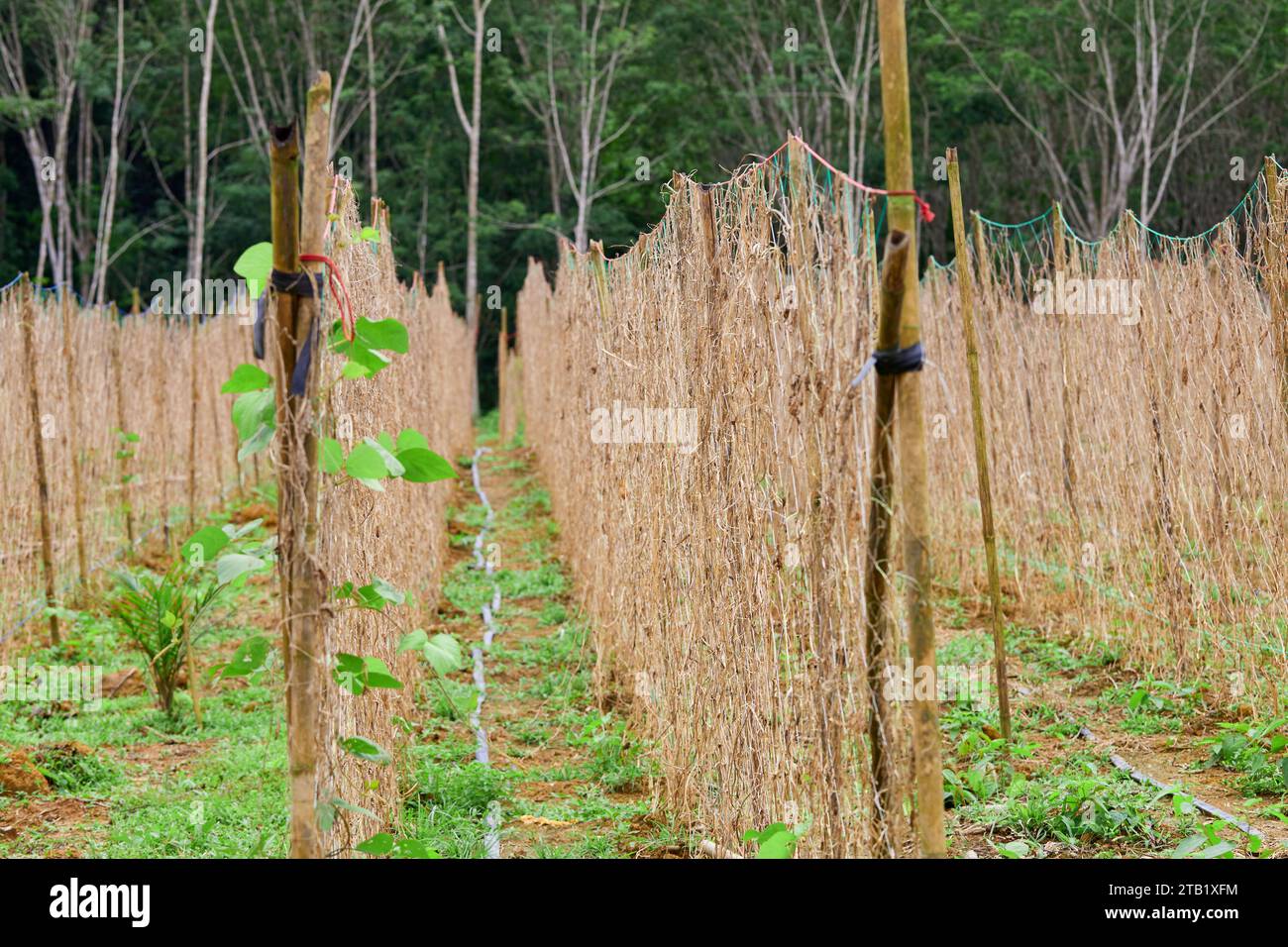 Bamboo fence rural hi-res stock photography and images - Alamy