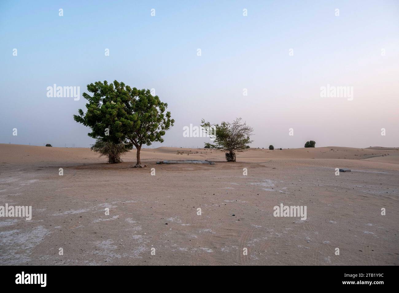 Lonely trees Al Qudra empty quarter seamless desert sahara in Dubai UAE ...