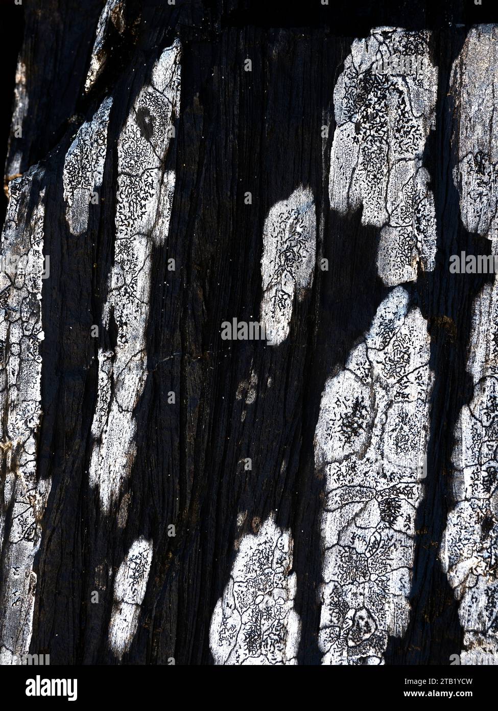 One smooth, grey, egg-shaped granite pebble Stock Photo - Alamy