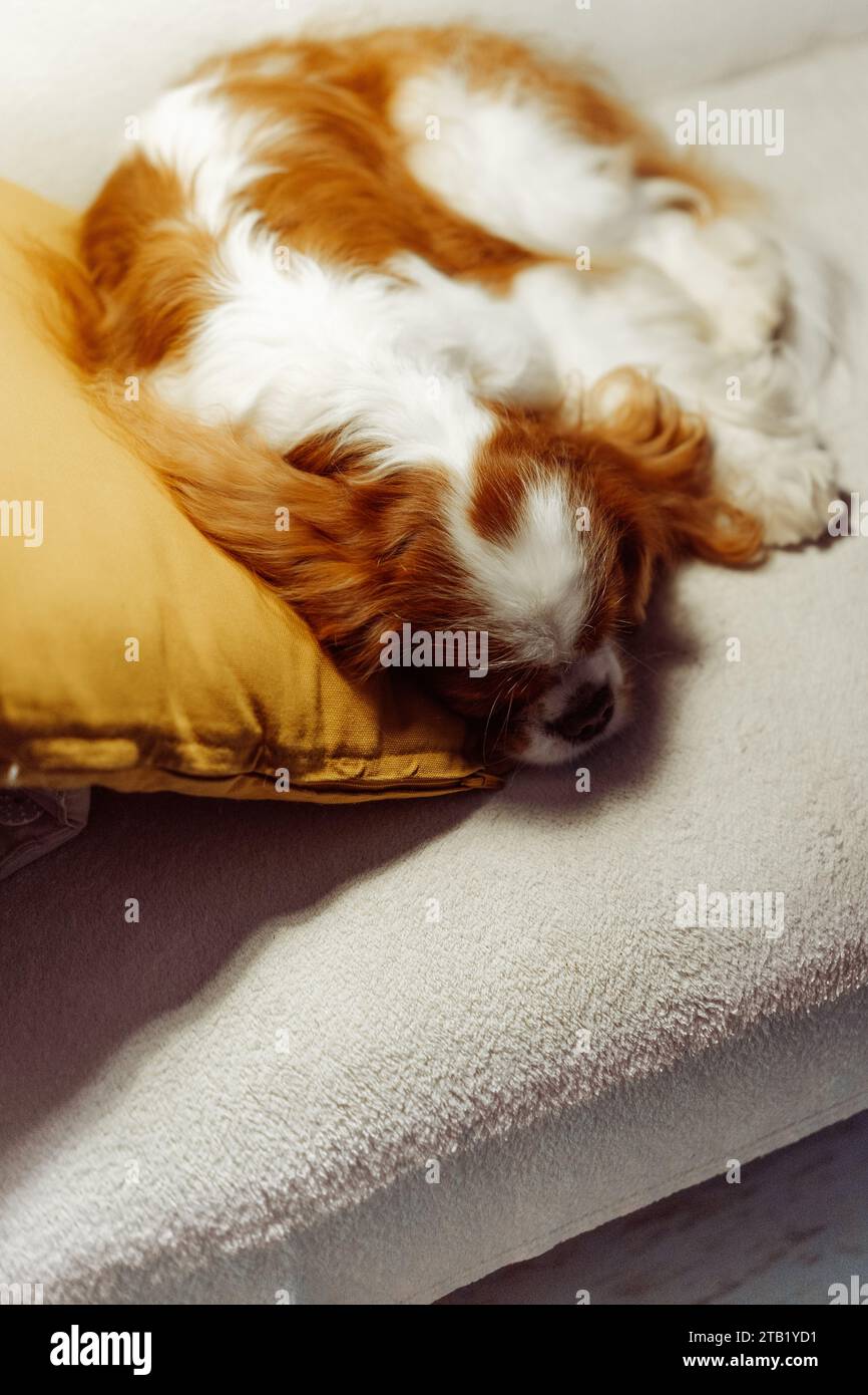 Cozy evening, Cavalier King Charles Spaniel sleeping on the sofa Stock ...