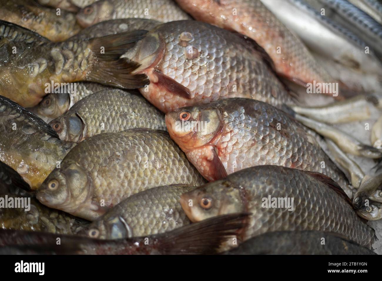 Silver fish scales hi-res stock photography and images - Alamy