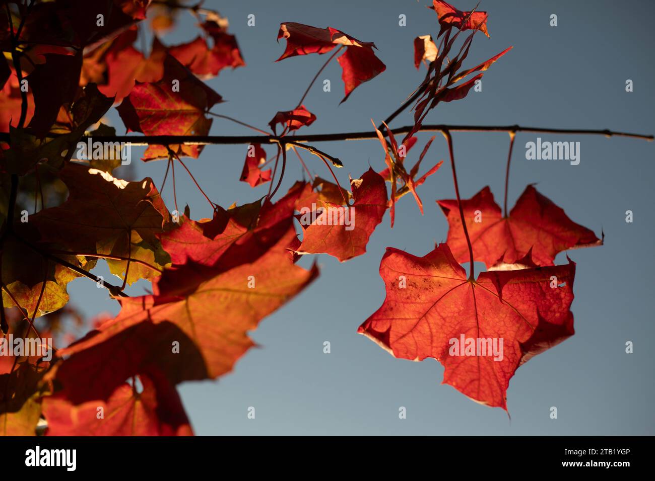 Red maple leaf. Autumn Colors. Maple leaf hanging on a branch Stock ...