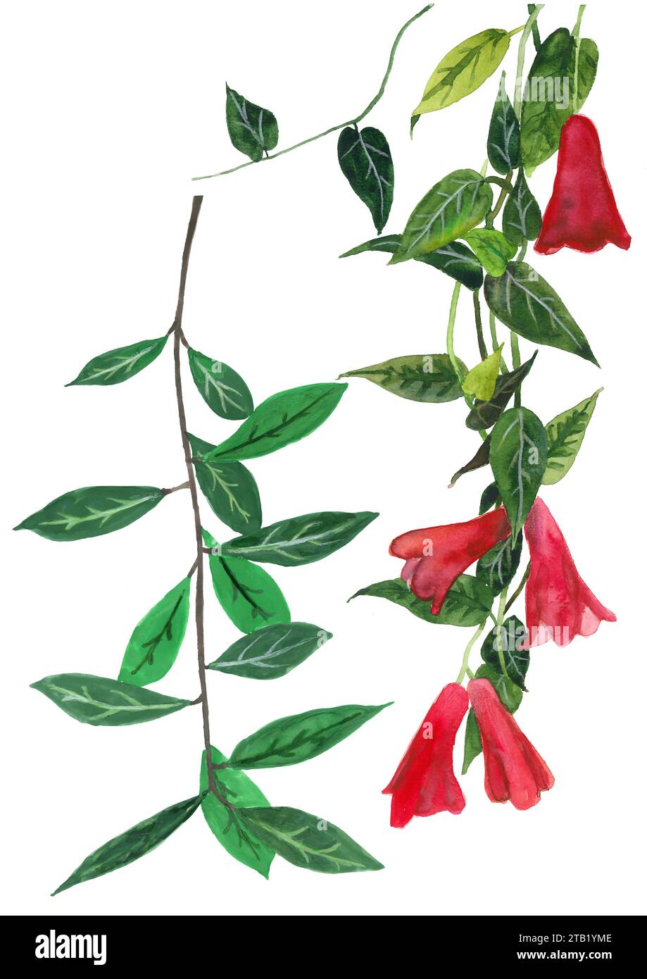 Hand drawn climbing flower stems Stock Photo - Alamy