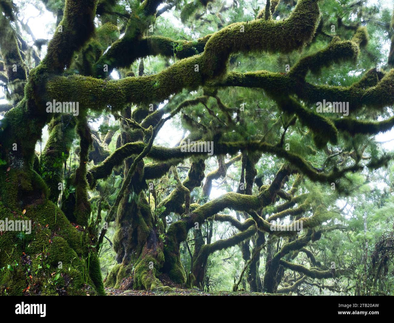 Fanal laurel forest on the island of Madeira Stock Photo - Alamy