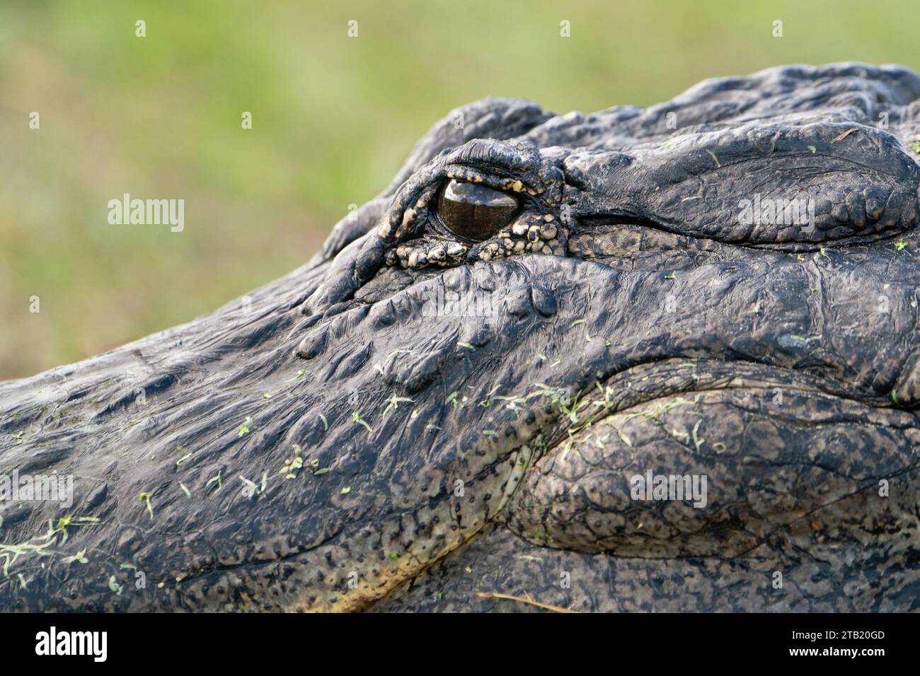 Alligator teeth close up hi-res stock photography and images - Alamy
