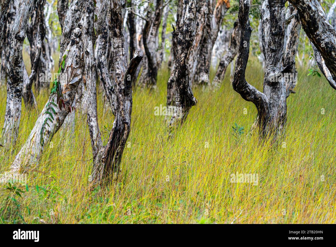Australian paperbark tree hi-res stock photography and images - Alamy