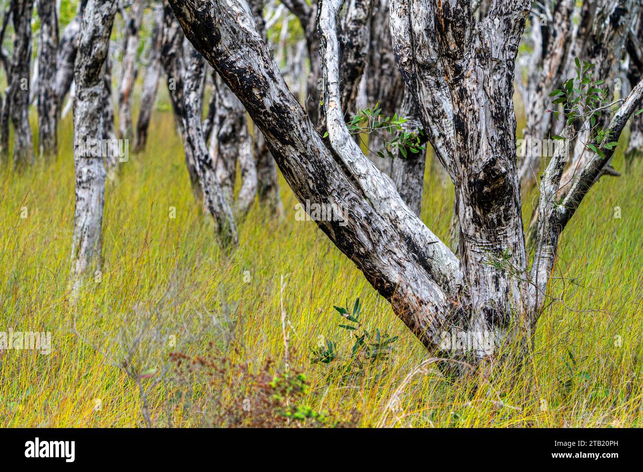 Australian paperbark tree hi-res stock photography and images - Alamy