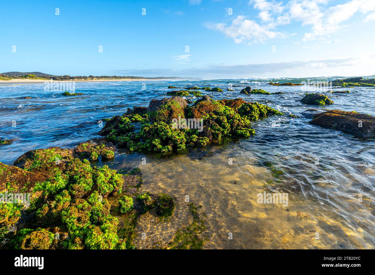 Algae cover rocks on Plumbago Beach, Red Cliff - Lake Arragan, Yuraygir ...