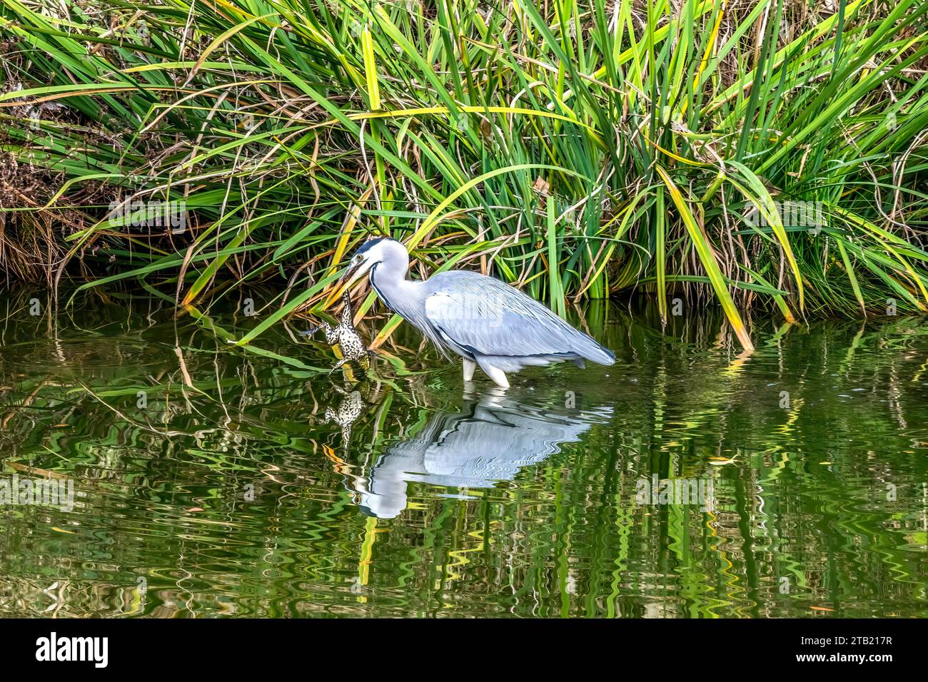 Grey Heron Catching Frog Water Reflection Habikino Osaka Japan Stock ...
