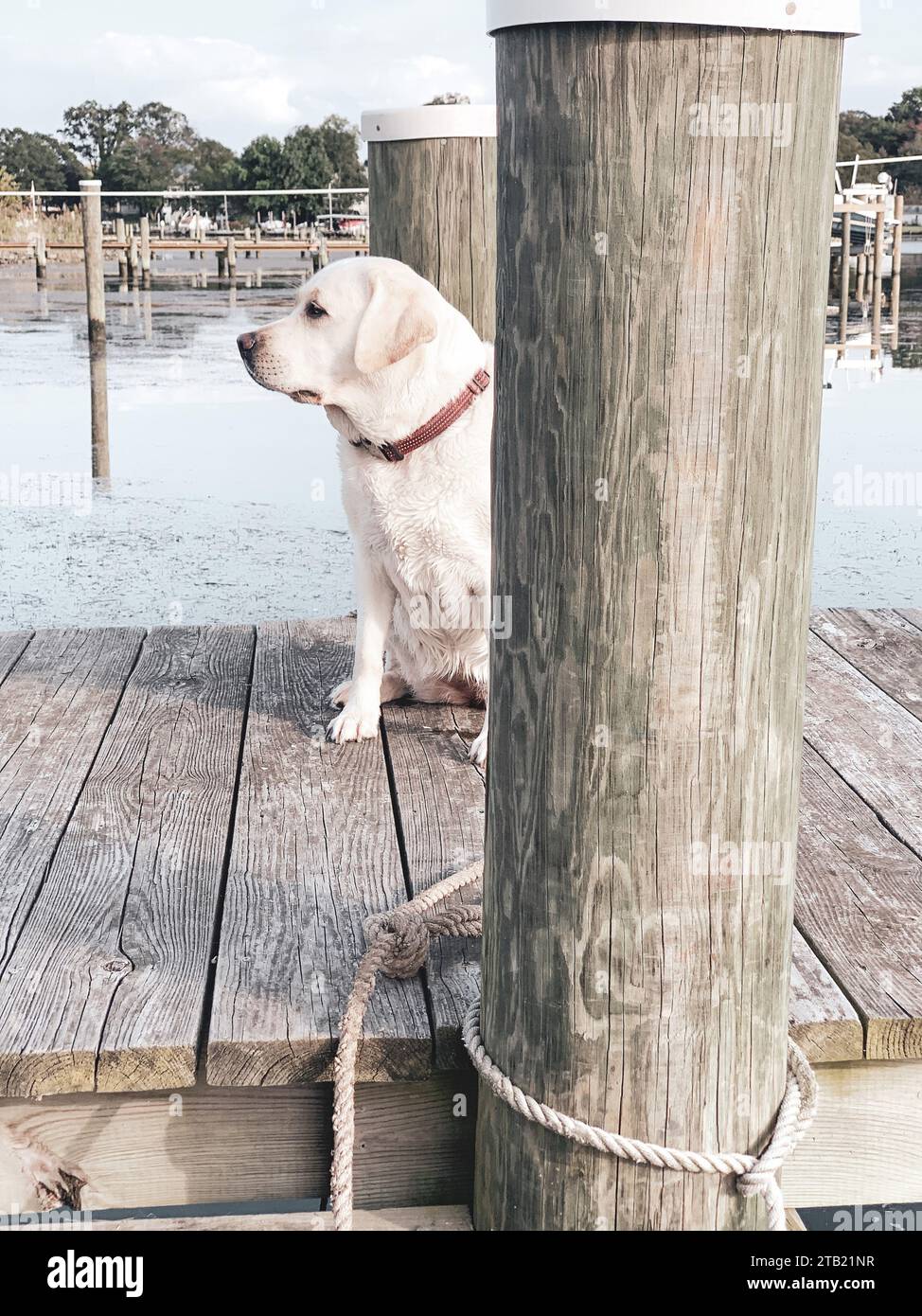 White Lab sitting on Dock, Chesapeake Bay Stock Photo - Alamy
