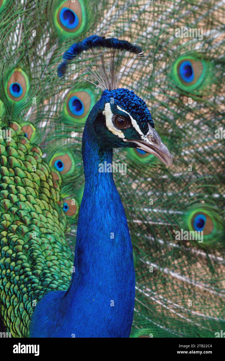 Wing struts hi-res stock photography and images - Alamy