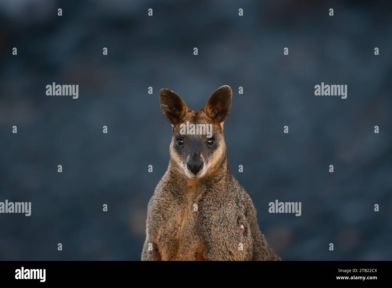 Stock photos of victoria australia hi-res stock photography and images ...