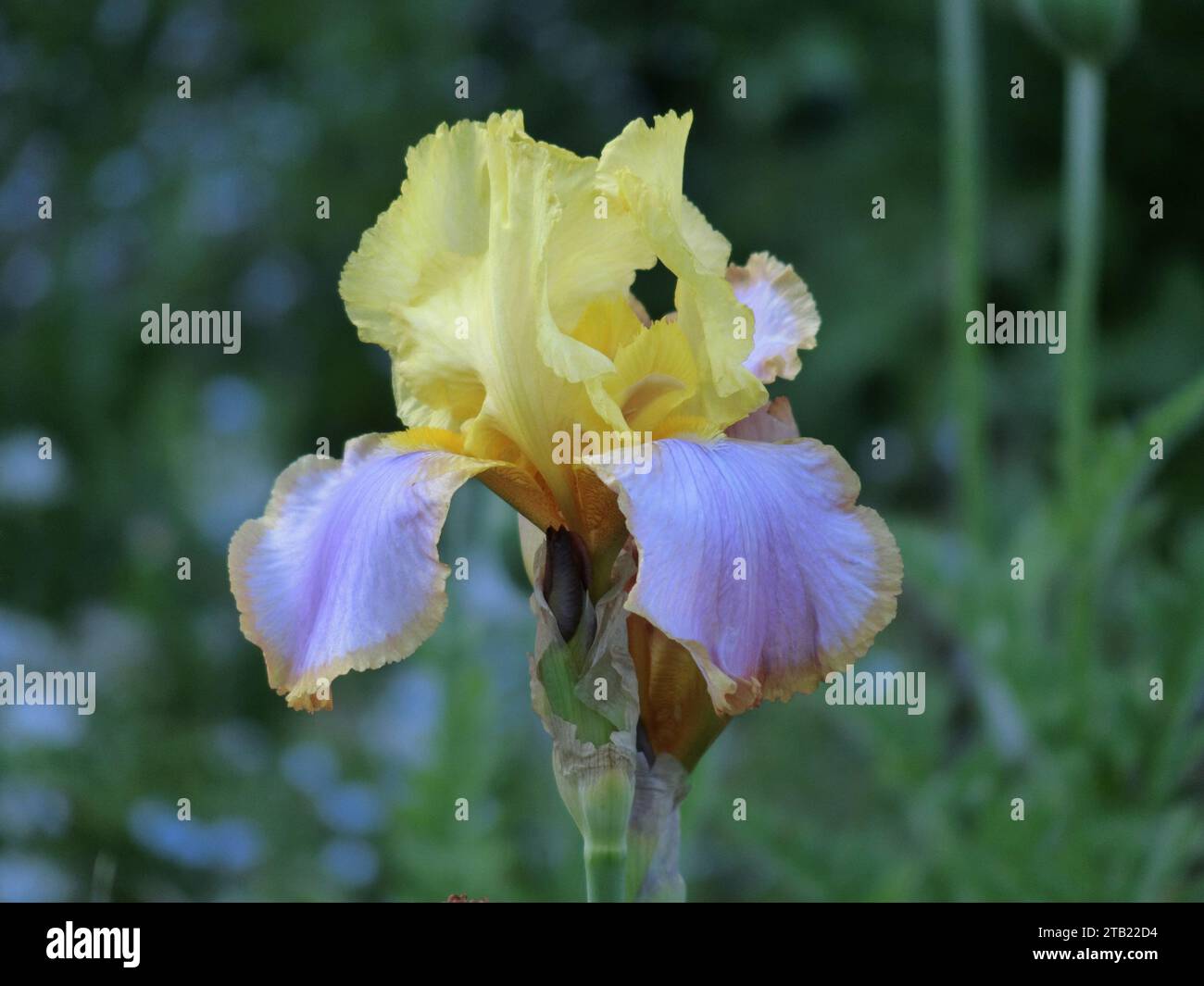 Iris germanica Bearded Iris Cultivar Edith Wolford Plant in Flower ...
